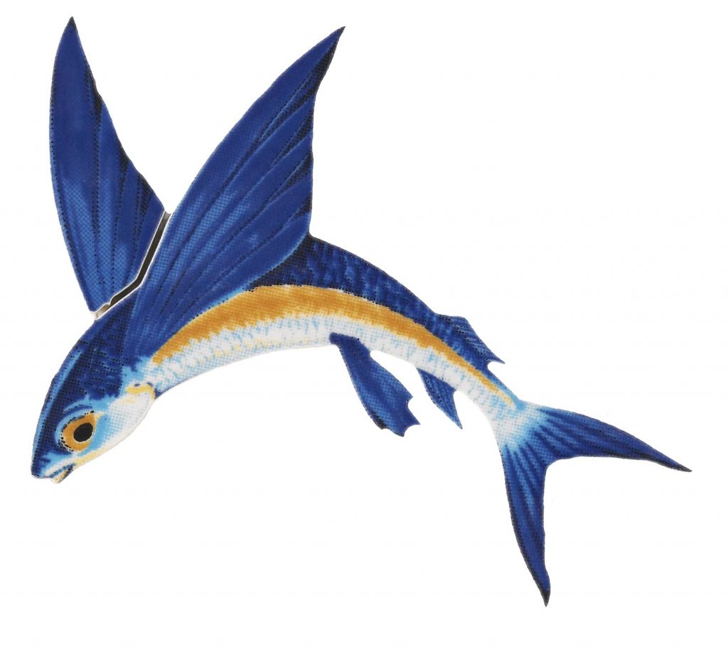 Flying Fish-A Reverse 7"x6" by Custom Mosaics - POOLS & SURFACES ...