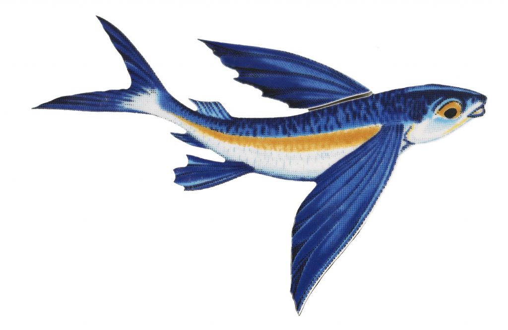 Flying Fish-B 8"x5" by Custom Mosaics - POOLS & SURFACES DISTRIBUTOR